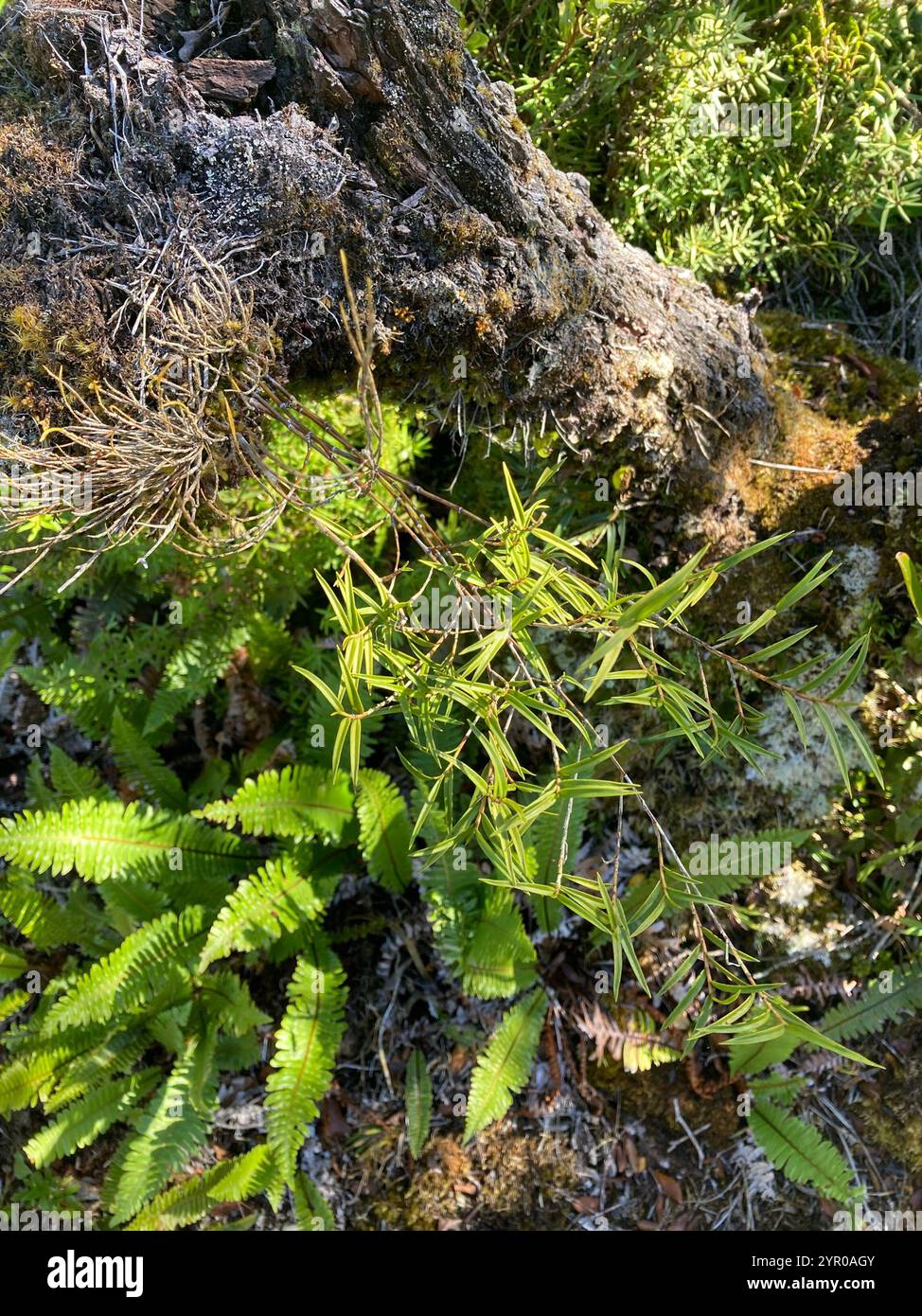 Winika (Dendrobium cunninghamii Stock Photo - Alamy