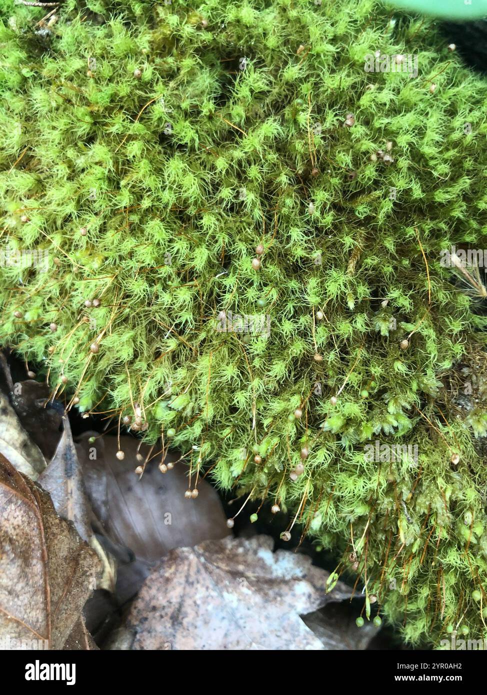 Common Apple-moss (Bartramia pomiformis Stock Photo - Alamy