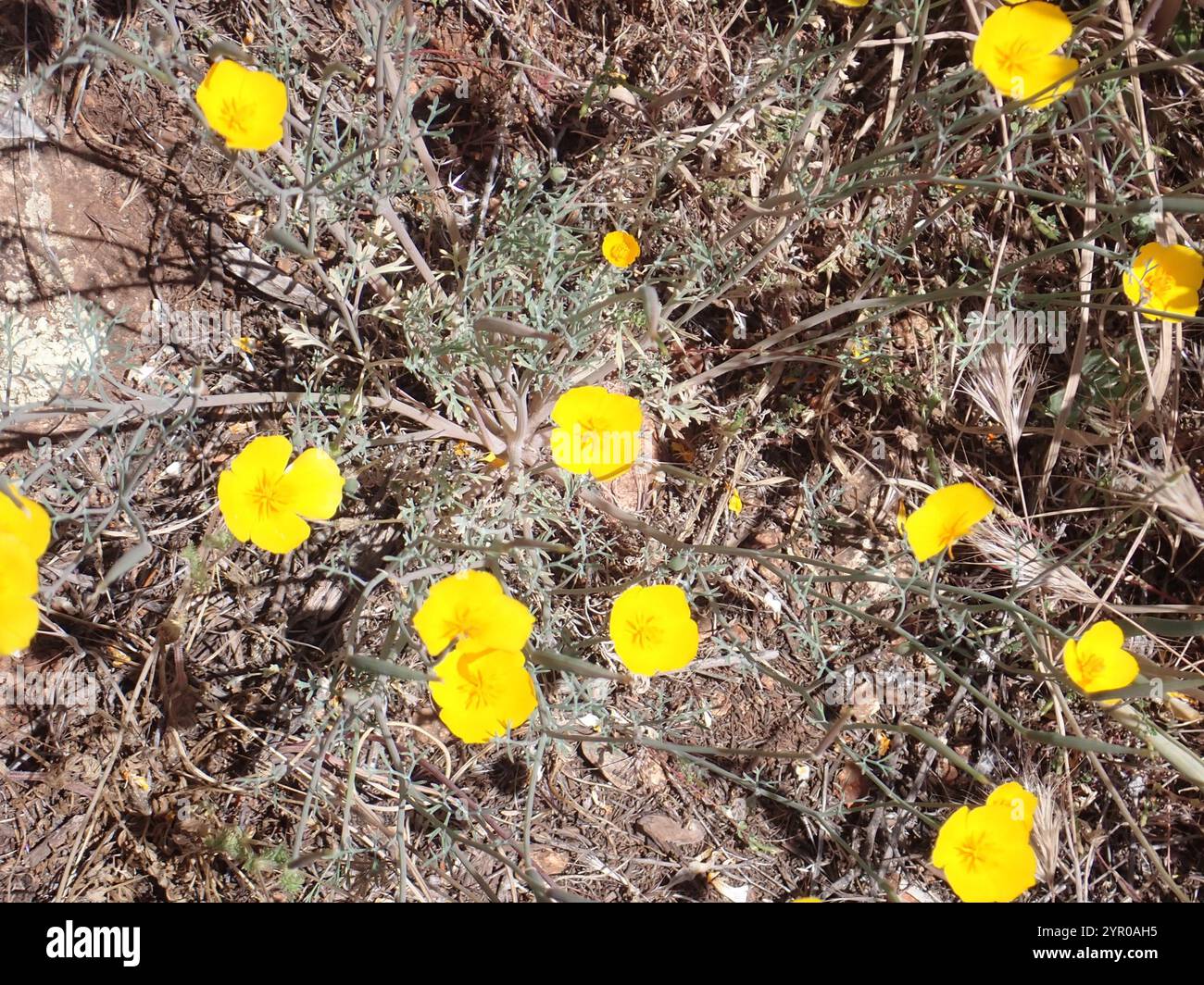 Desert Poppies (Eschscholzia Stock Photo - Alamy