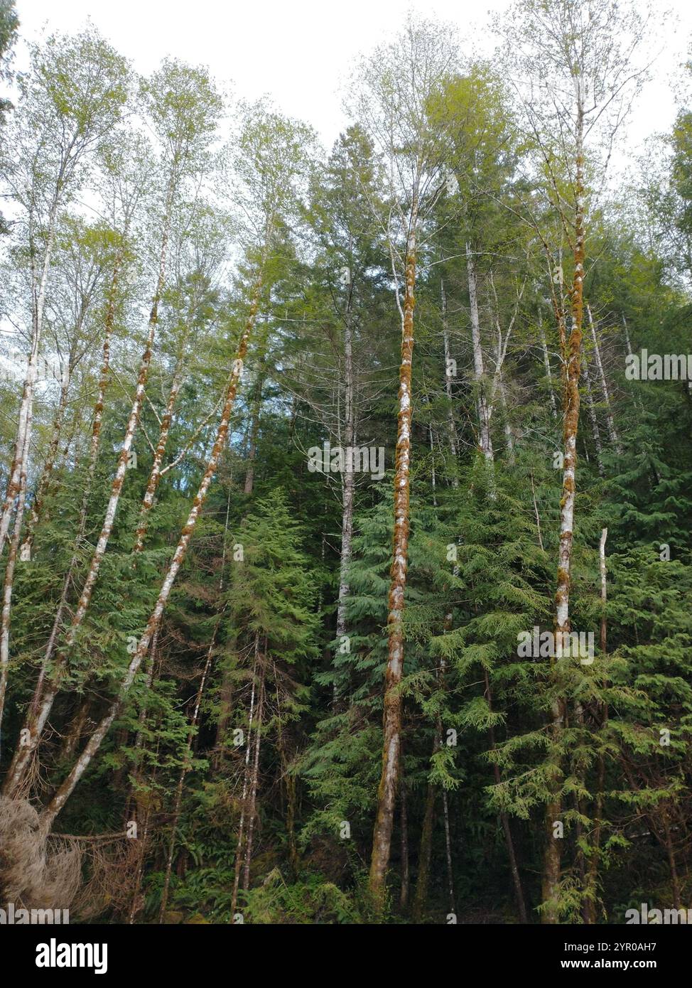 Red Alder (Alnus rubra Stock Photo - Alamy