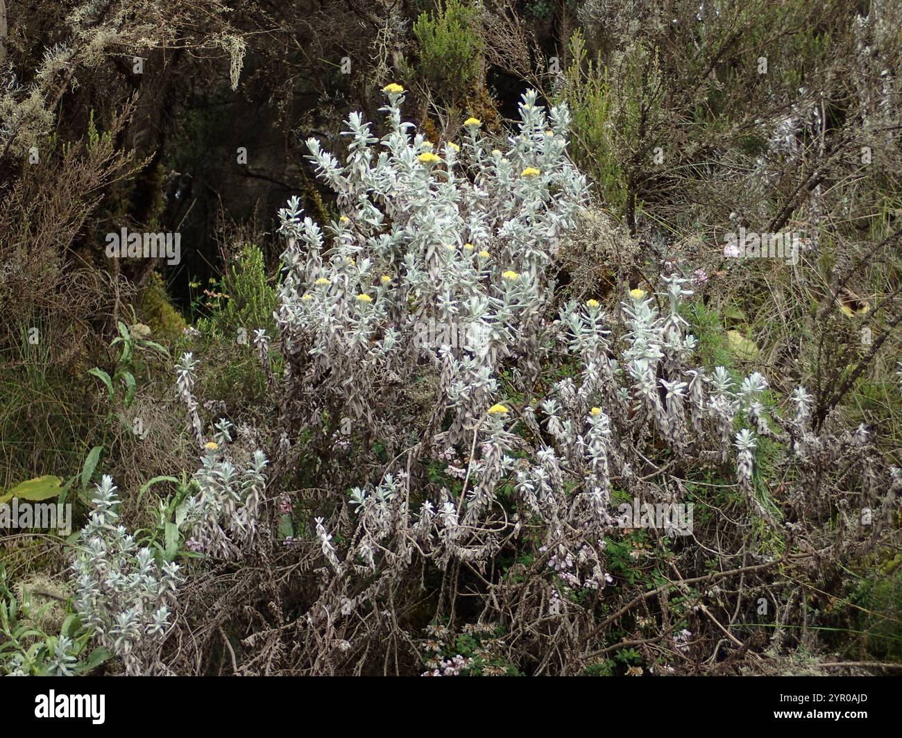 Helichrysum gold hi-res stock photography and images - Alamy