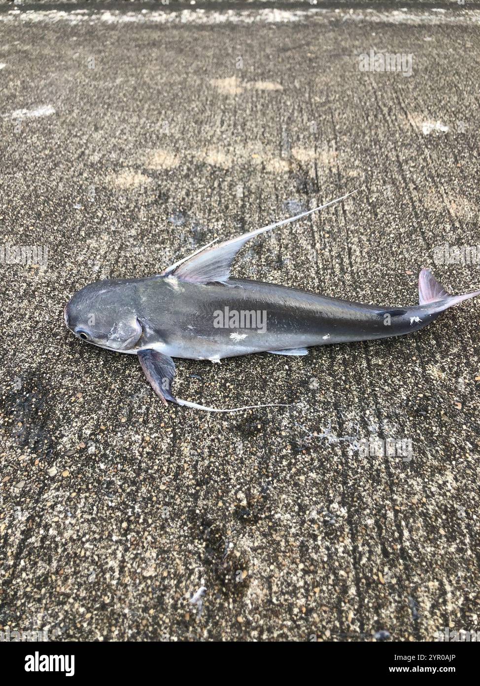 Gafftopsail catfish hi-res stock photography and images - Alamy