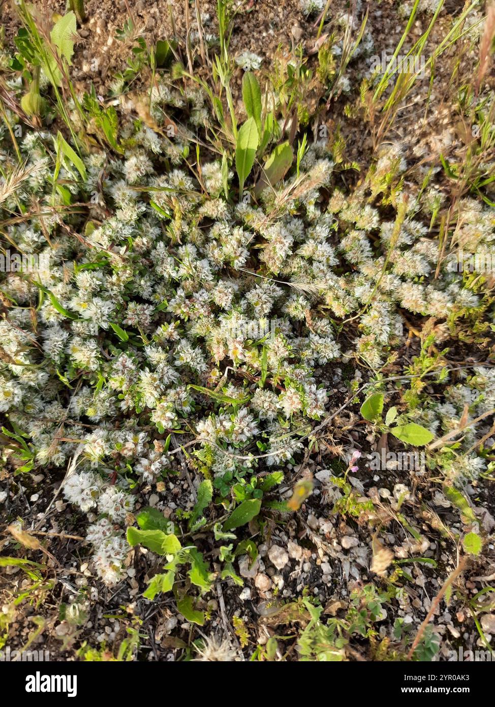 Algerian Tea (Paronychia argentea Stock Photo - Alamy