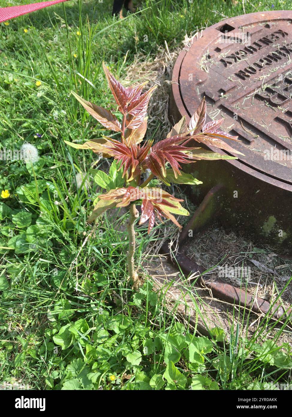 tree-of-heaven (Ailanthus altissima Stock Photo - Alamy