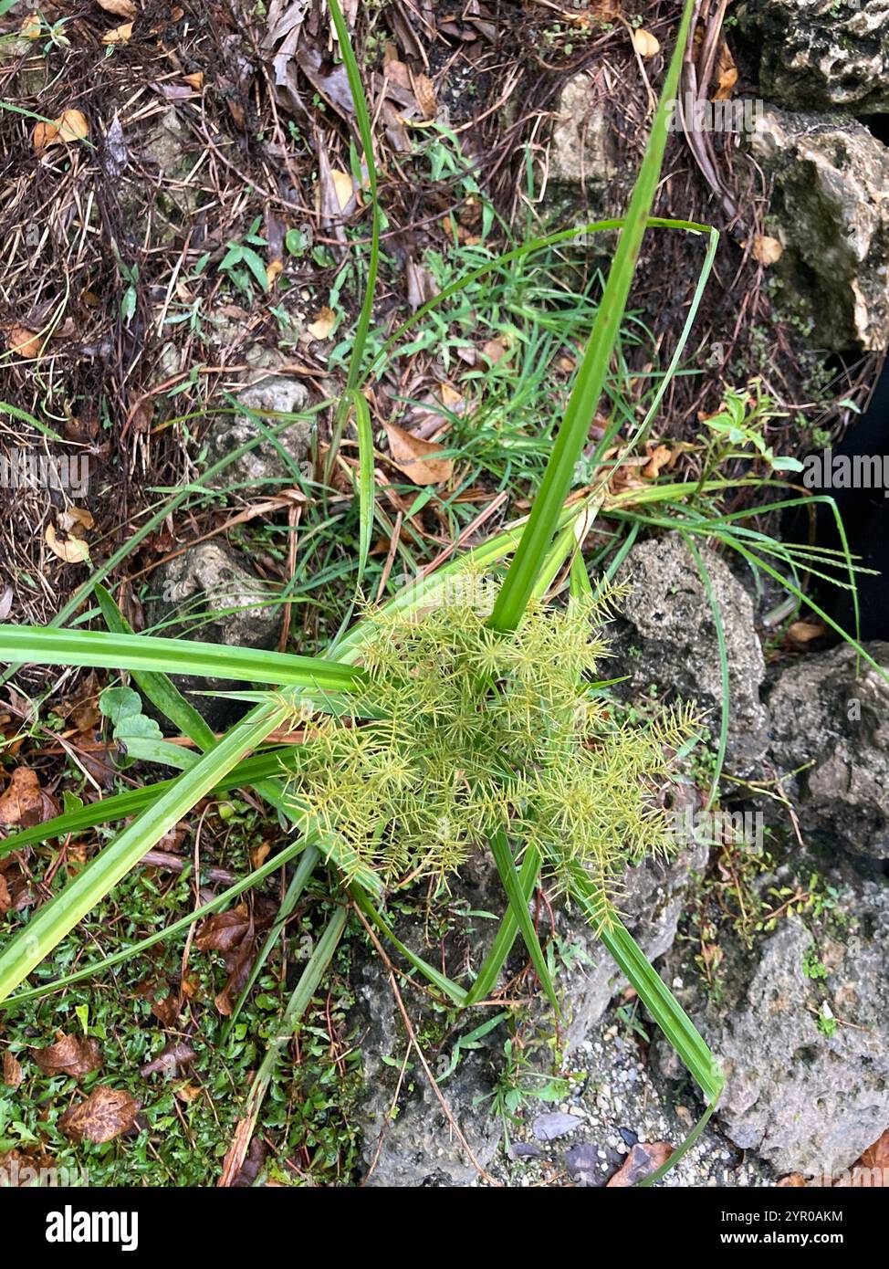 Fragrant flatsedge (Cyperus odoratus Stock Photo - Alamy