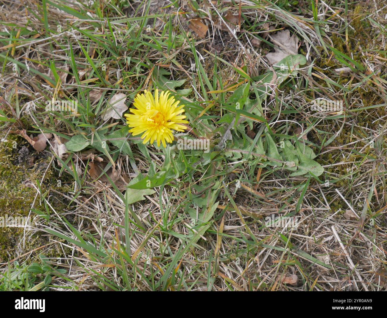 common dandelion (Taraxacum officinale Stock Photo - Alamy
