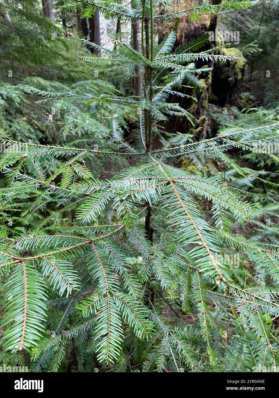 grand fir (Abies grandis Stock Photo - Alamy