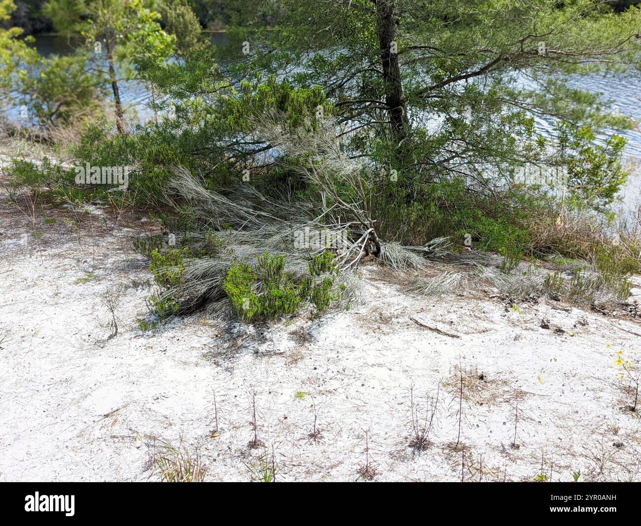 Florida rosemary (Ceratiola ericoides Stock Photo - Alamy