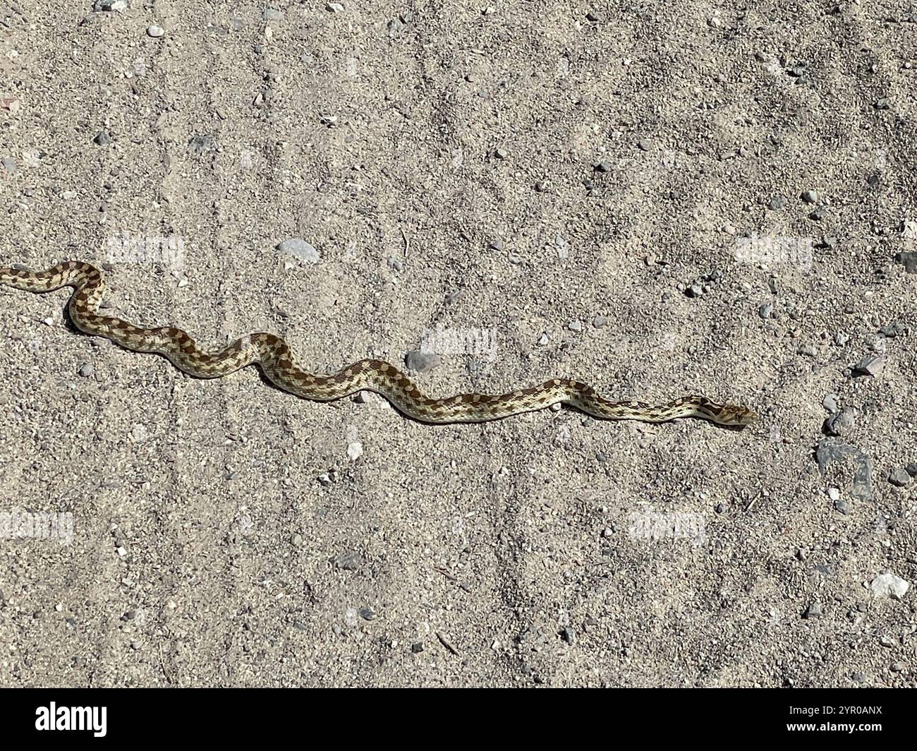 Great Basin Gopher Snake (Pituophis catenifer deserticola Stock Photo ...