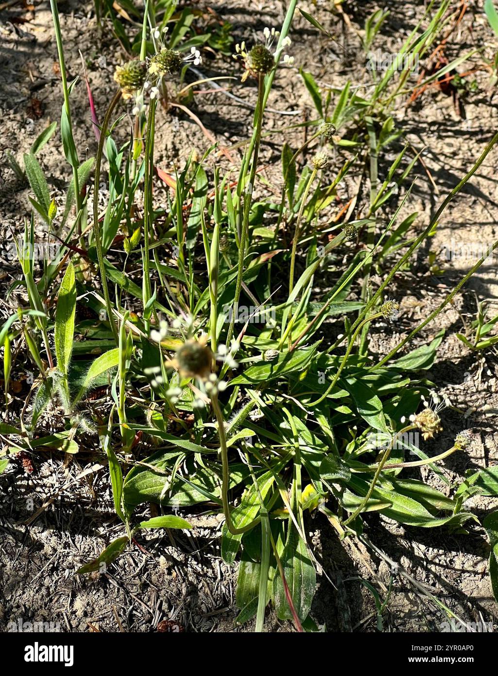 ribwort plantain (Plantago lanceolata Stock Photo - Alamy