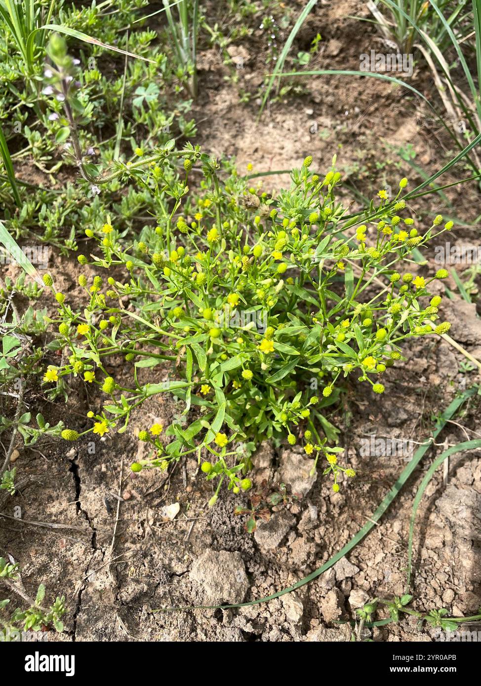cursed crowfoot (Ranunculus sceleratus Stock Photo - Alamy