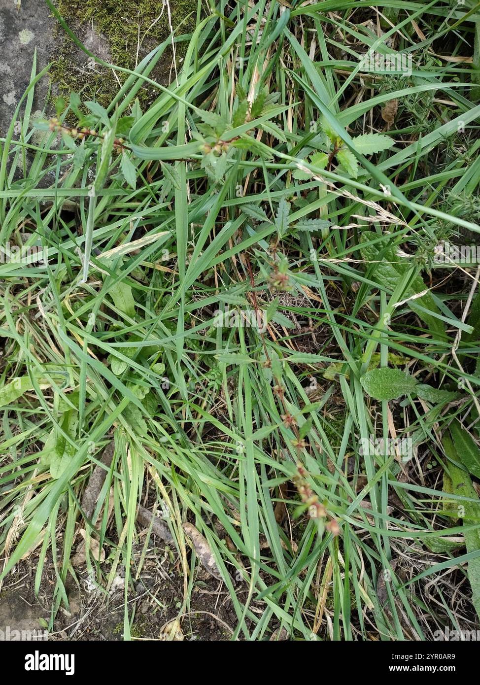 Haloragis erecta hi-res stock photography and images - Alamy