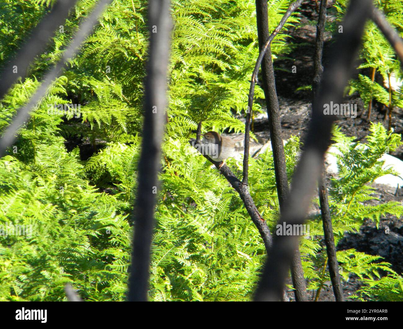 Fynbos Neddicky (Cisticola fulvicapilla silberbauer Stock Photo - Alamy