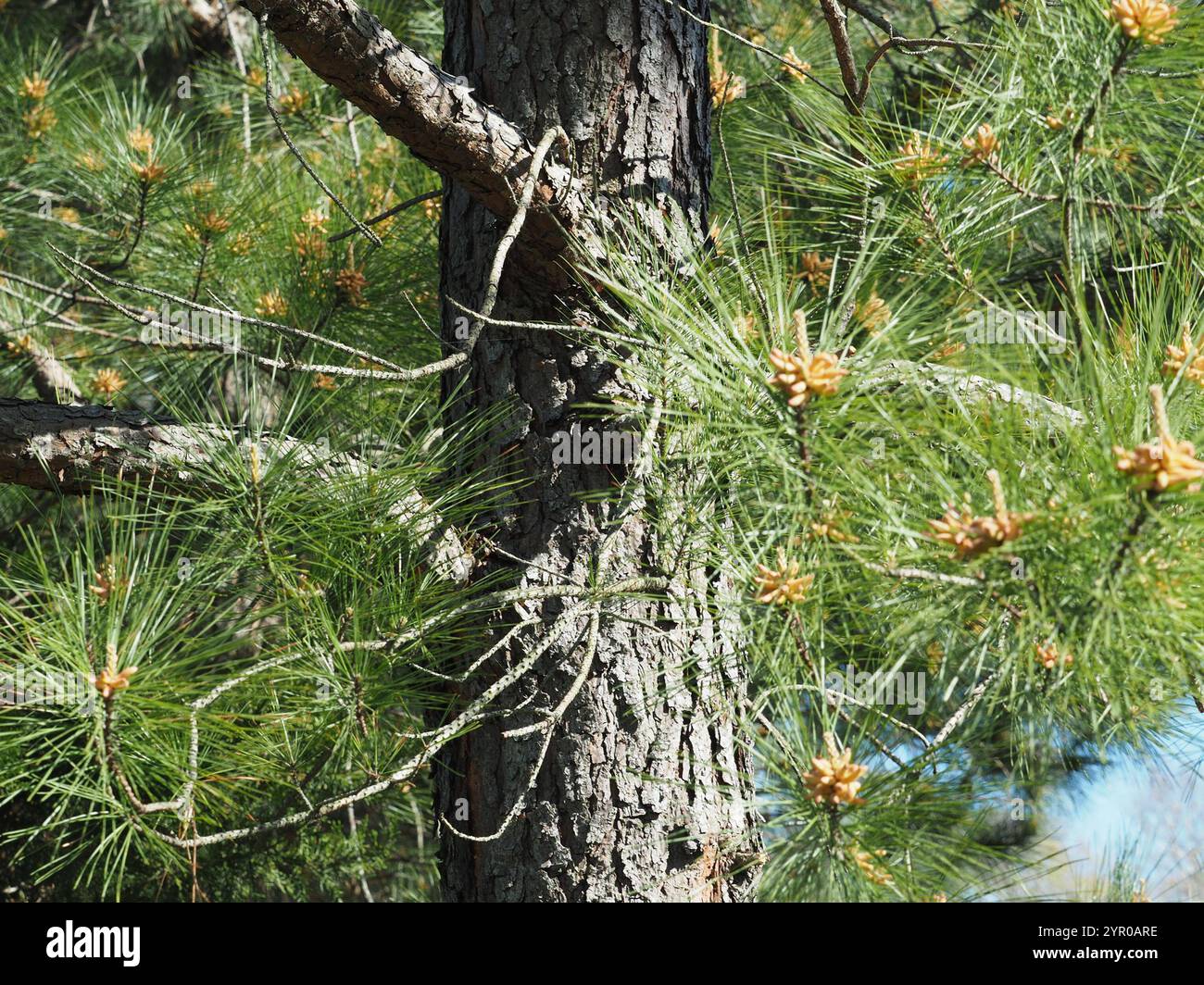 loblolly pine (Pinus taeda Stock Photo - Alamy