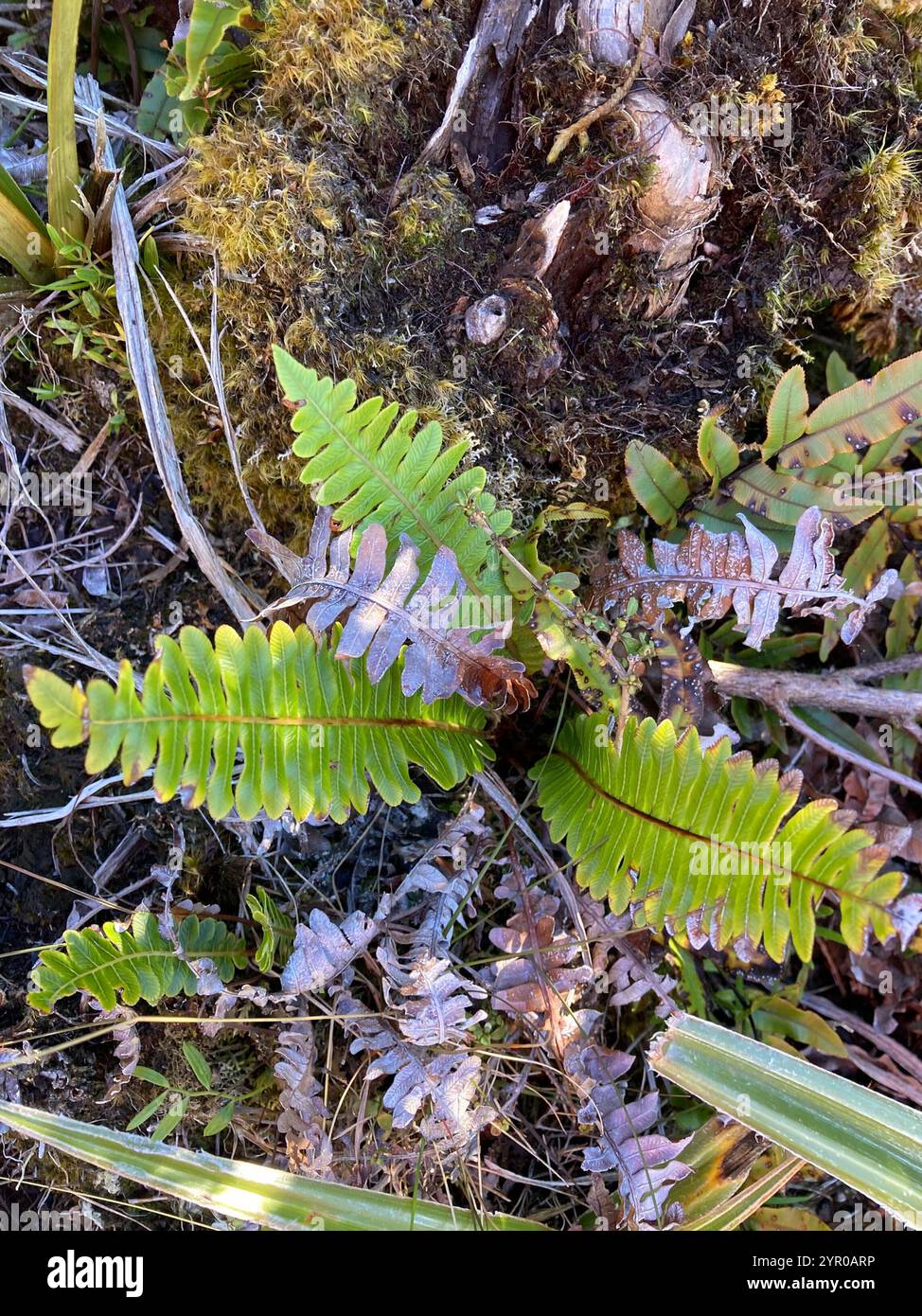 Lomaria discolor hi-res stock photography and images - Alamy
