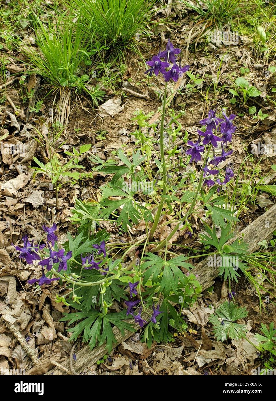 dwarf larkspur (Delphinium tricorne Stock Photo - Alamy