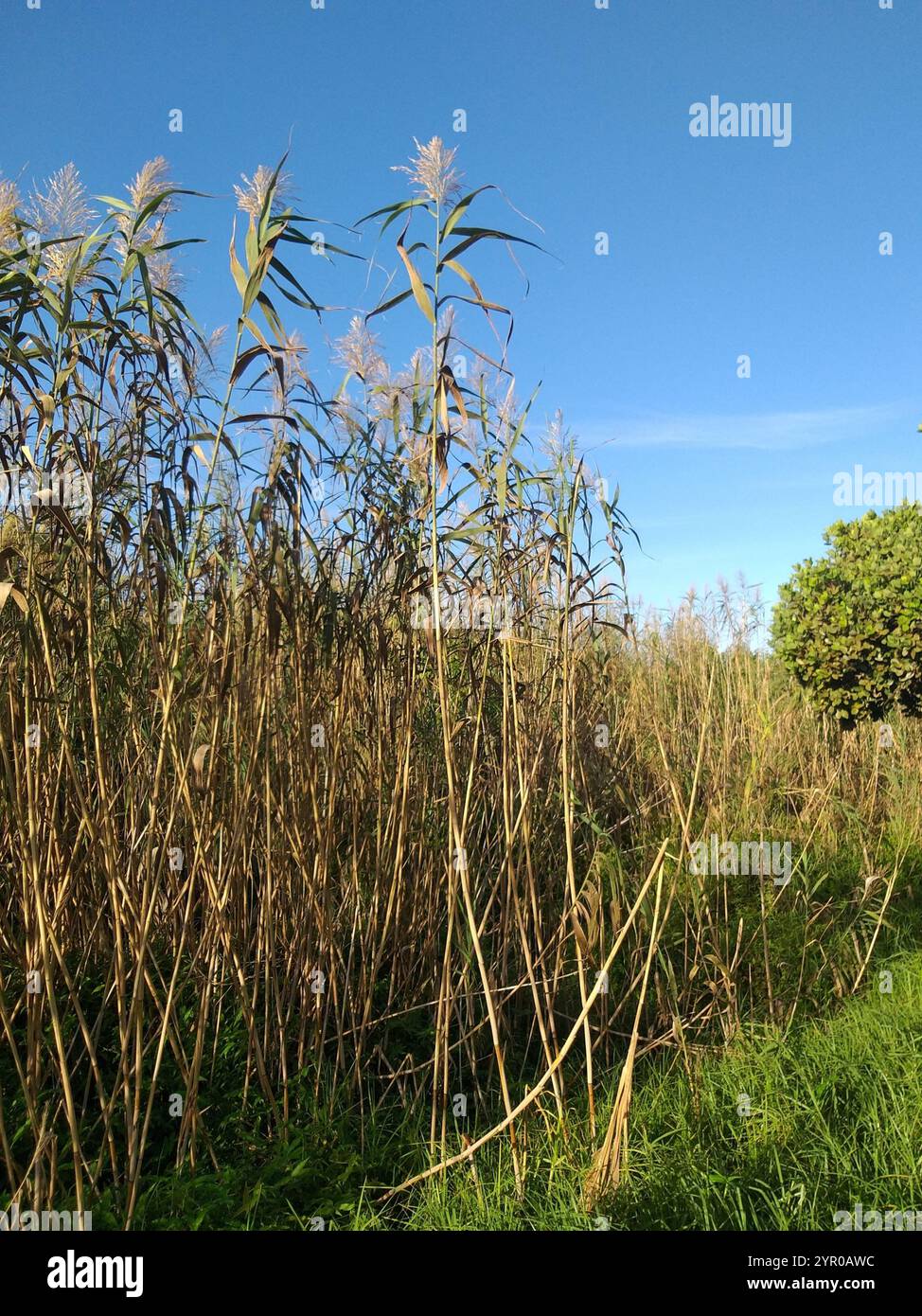 European reed (Phragmites australis australis Stock Photo - Alamy