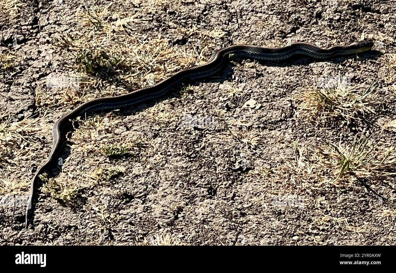 Diablo Range Garter Snake (Thamnophis atratus zaxanthus Stock Photo - Alamy