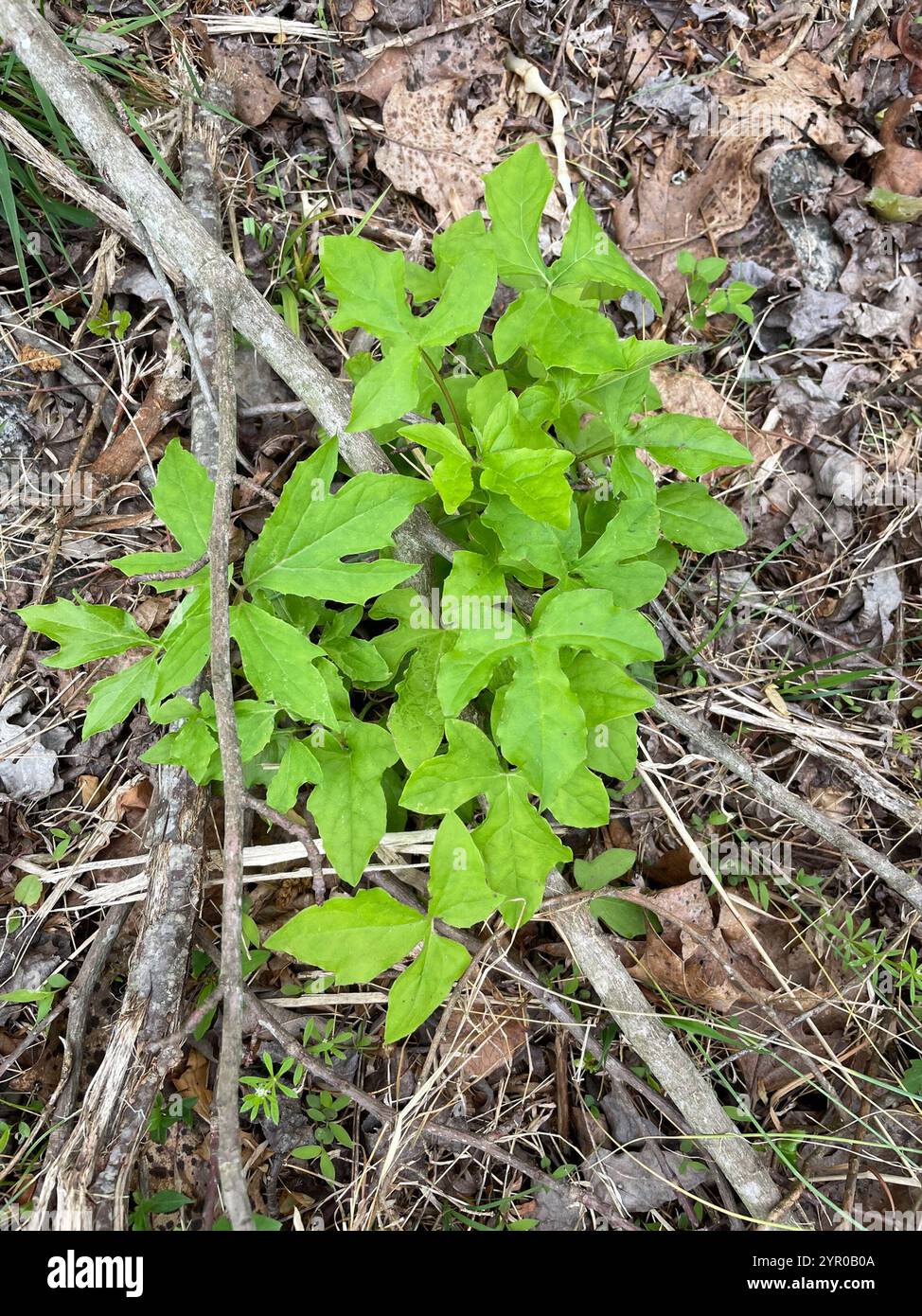 Rattlesnake roots hi-res stock photography and images - Alamy
