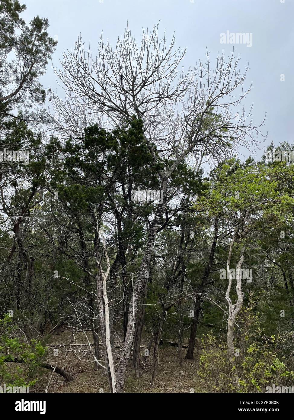 Texas ash (Fraxinus albicans Stock Photo - Alamy