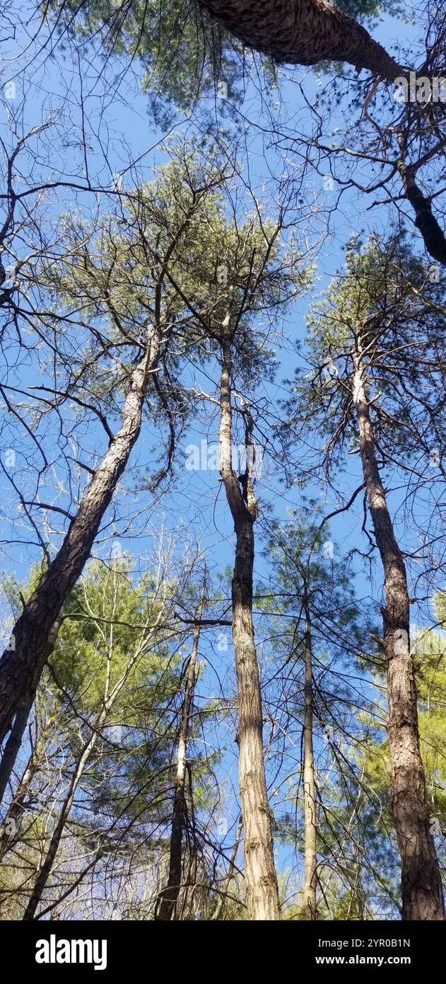 pitch pine (Pinus rigida Stock Photo - Alamy