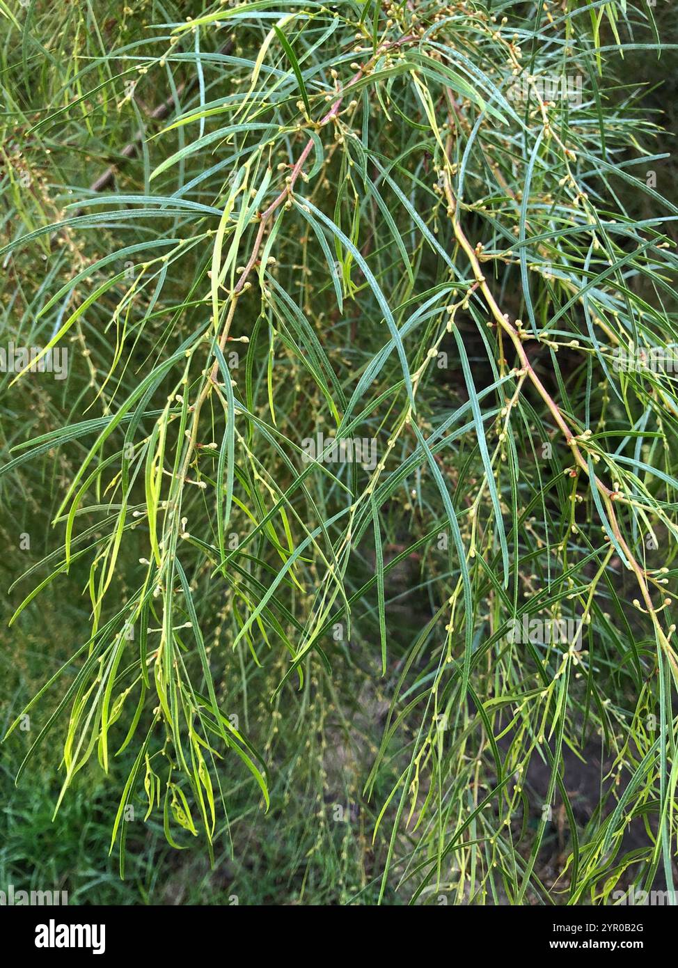 Acacia cognata hi-res stock photography and images - Alamy