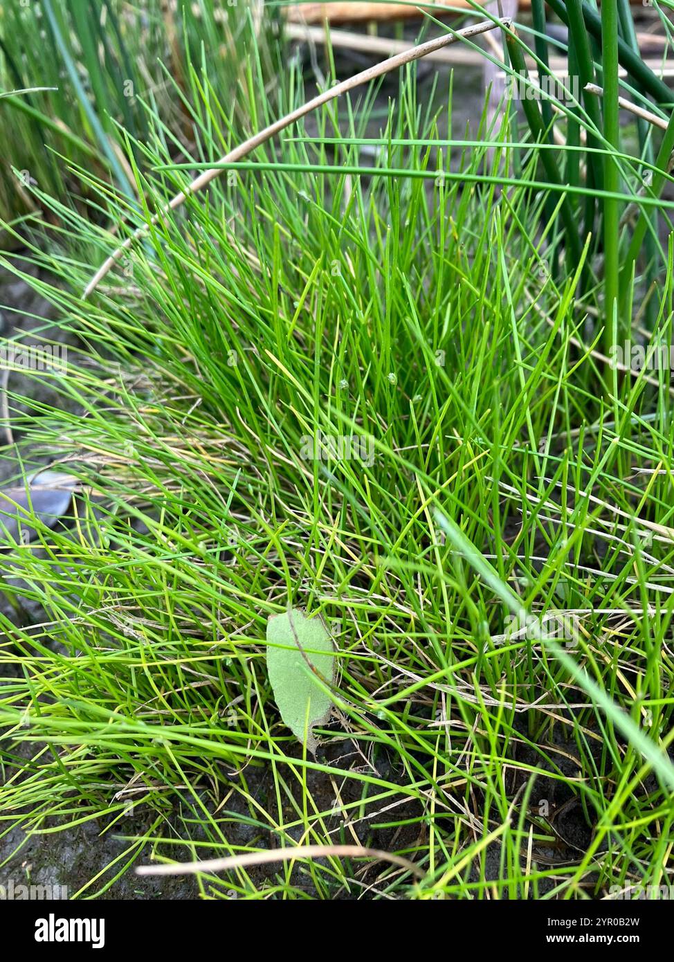 Lilaeopsis occidentalis hi-res stock photography and images - Alamy