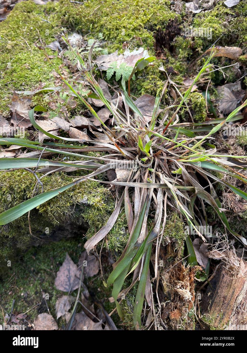 Hairy Woodrush (Luzula pilosa Stock Photo - Alamy