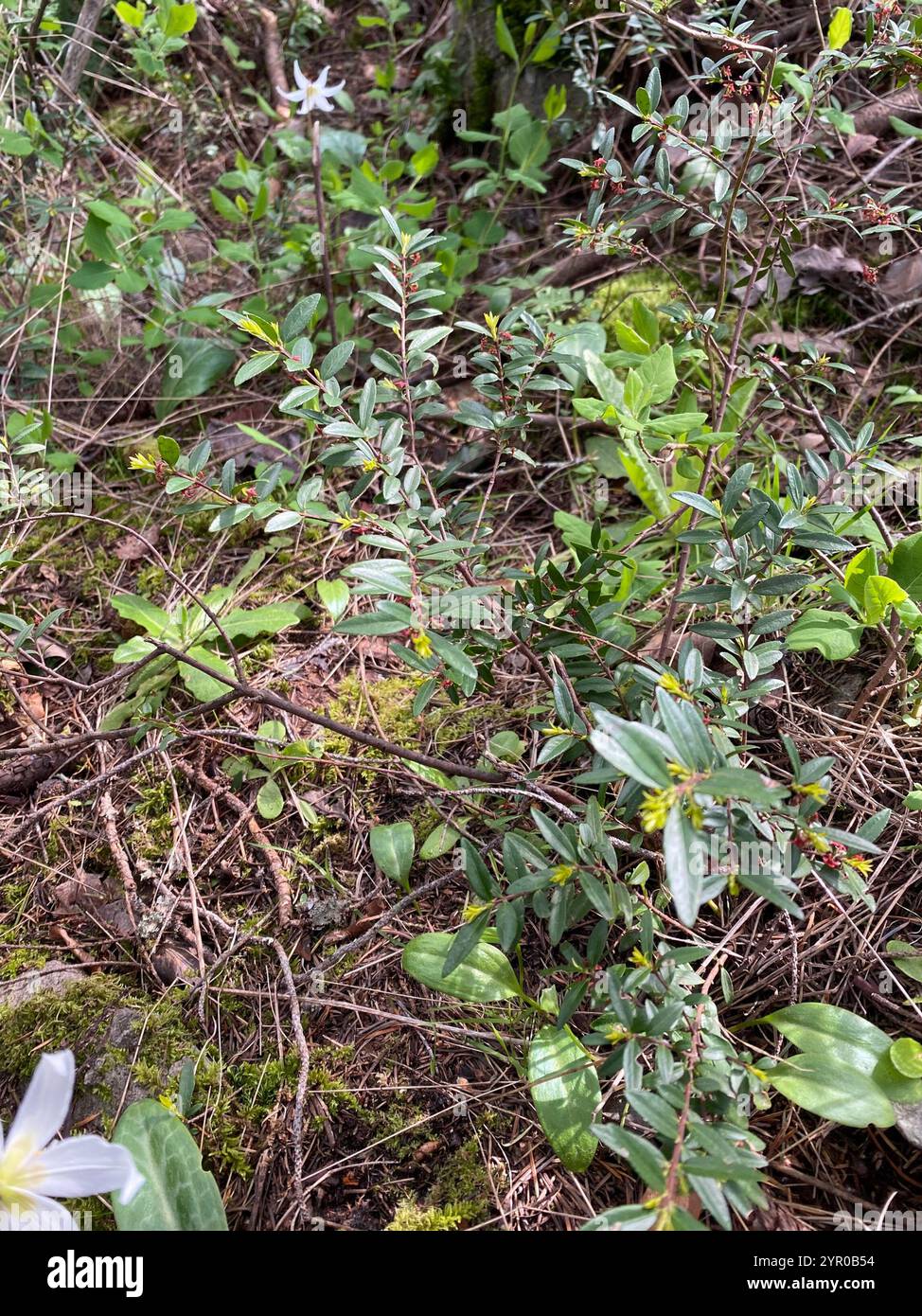 Oregon Boxwood (Paxistima myrsinites Stock Photo - Alamy