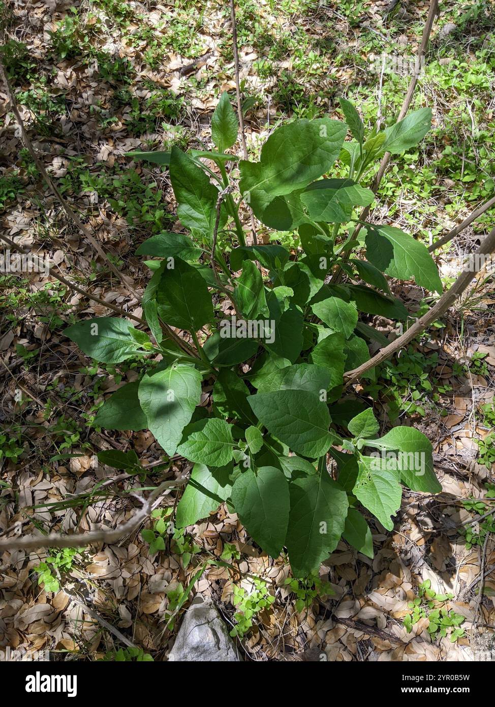 frostweed (Verbesina virginica Stock Photo - Alamy