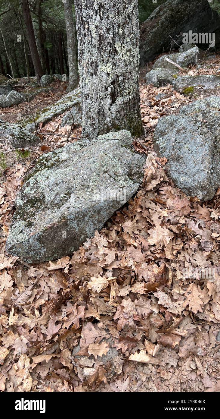 northern red oak (Quercus rubra Stock Photo - Alamy