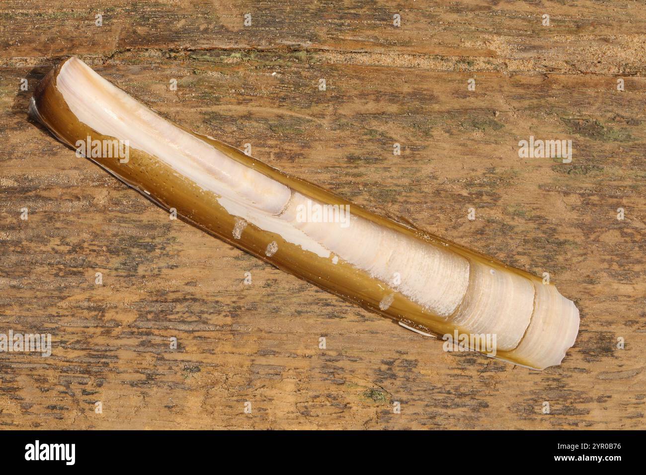 Atlantic Jackknife (Ensis leei Stock Photo - Alamy