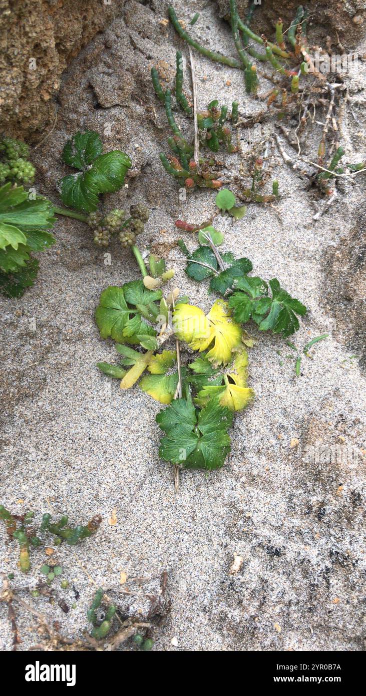 Sea Celery (Apium prostratum Stock Photo - Alamy