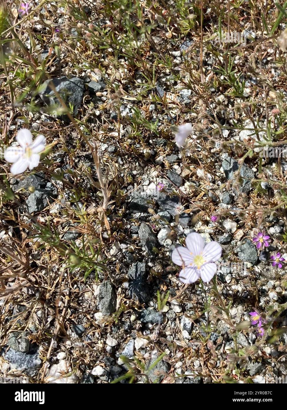 Flax-flowered Linanthus (Leptosiphon liniflorus Stock Photo - Alamy