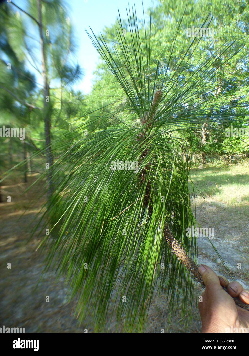 longleaf pine (Pinus palustris Stock Photo - Alamy