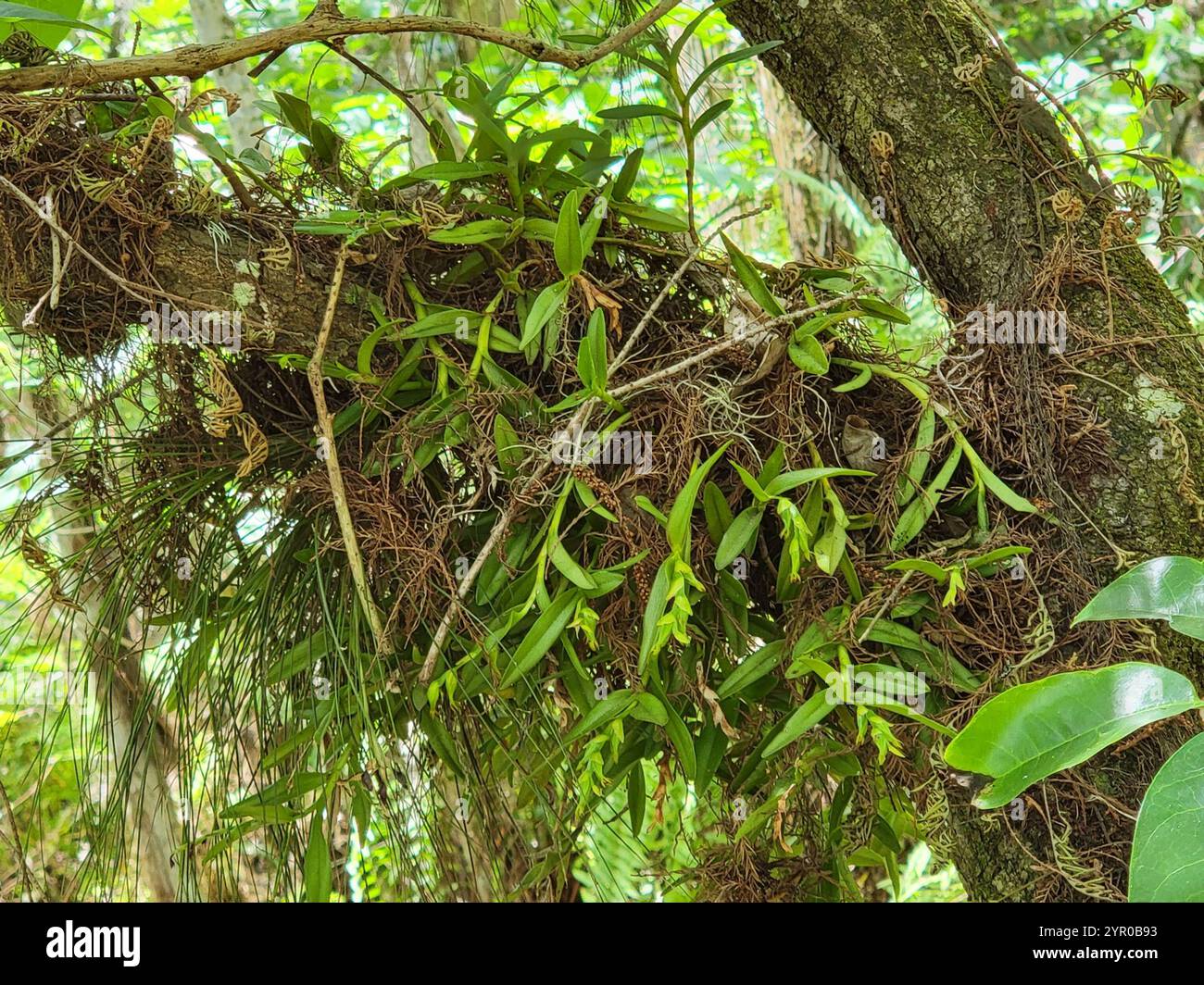 Stiff Flower Star Orchid (Epidendrum rigidum Stock Photo - Alamy