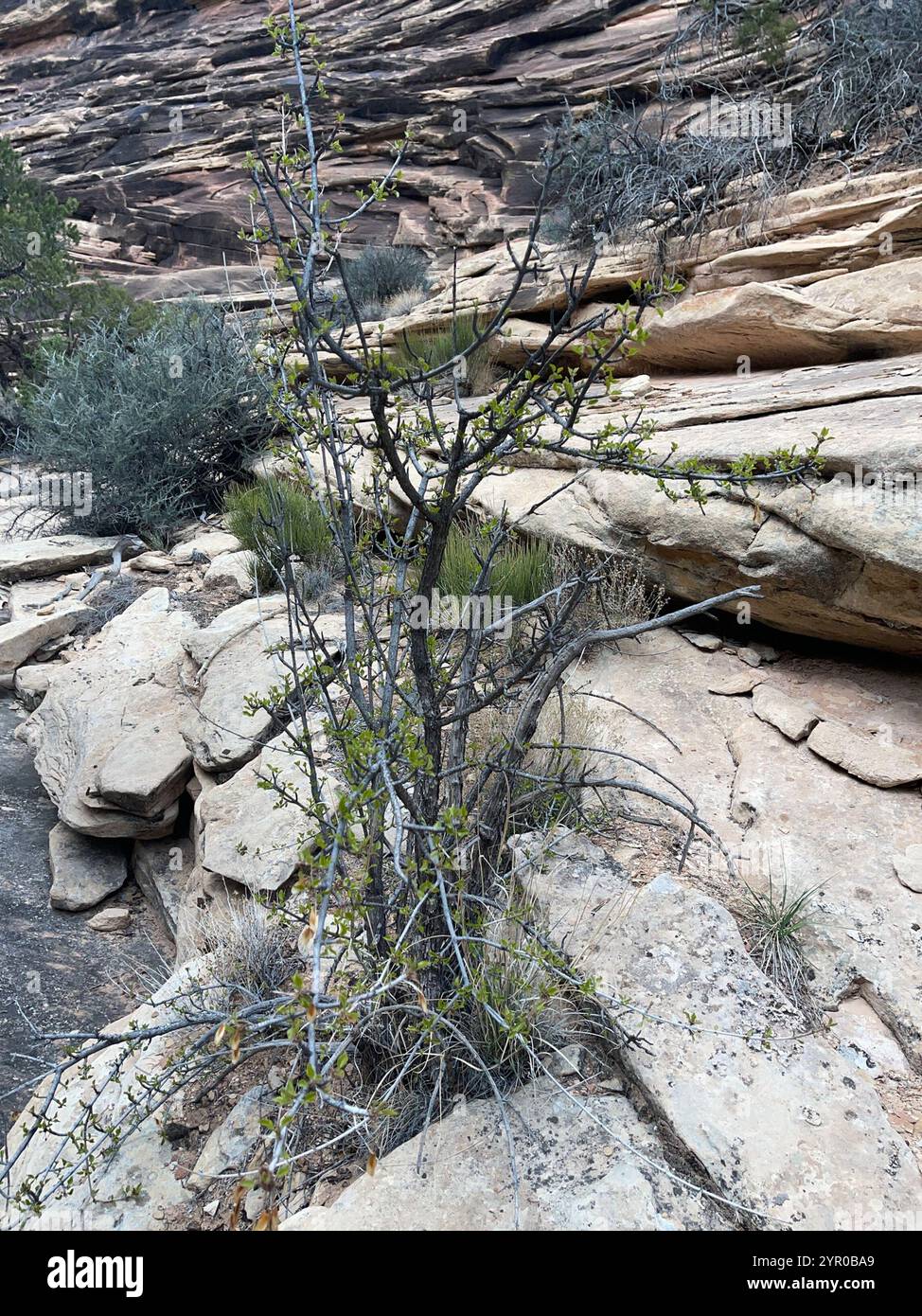 single-leaf ash (Fraxinus anomala Stock Photo - Alamy