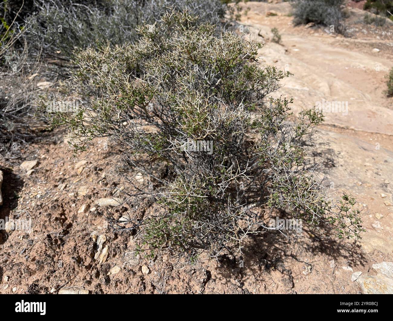 Spiny Greasebush (Glossopetalon spinescens Stock Photo - Alamy