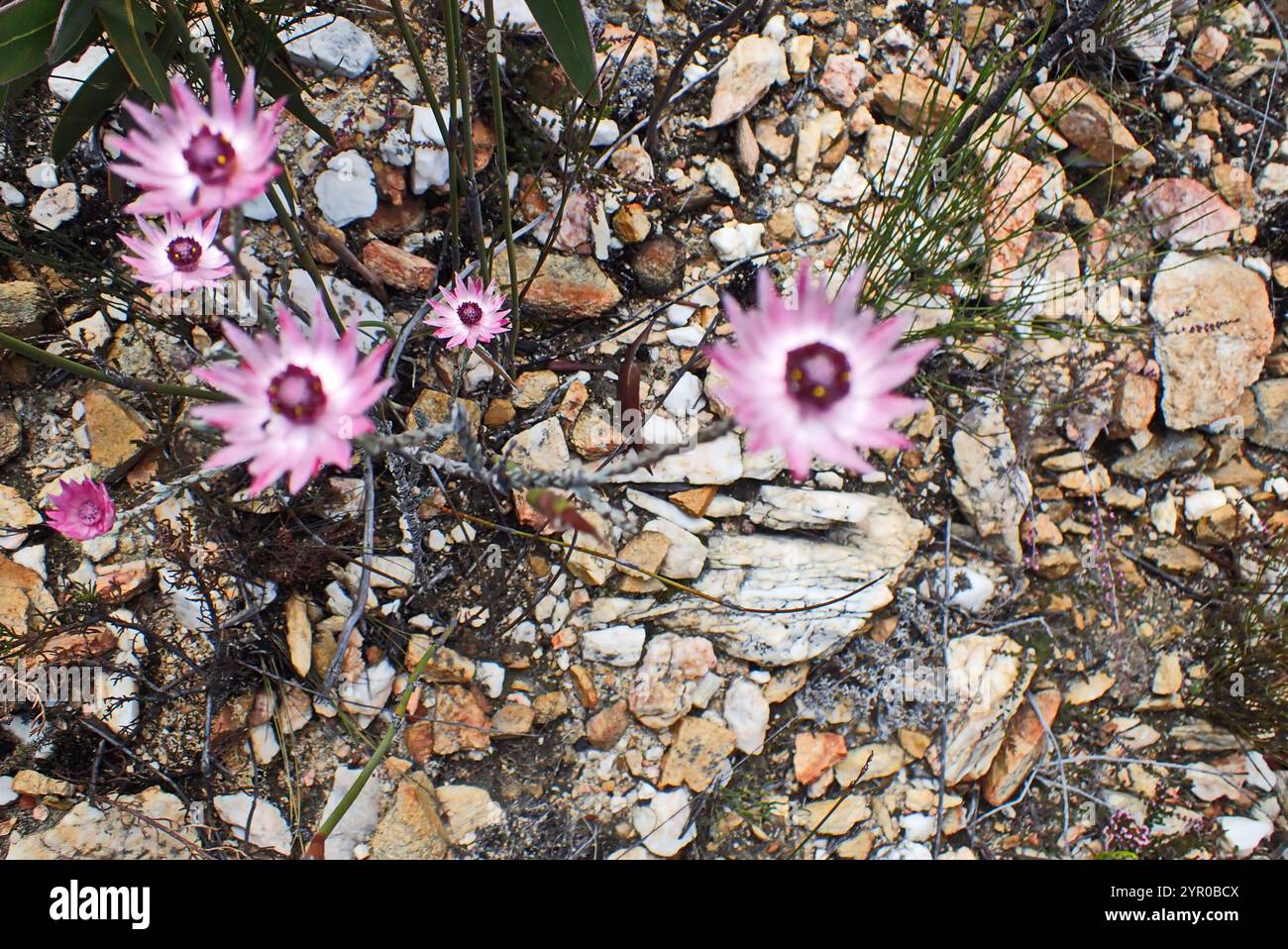 Pink Sewejaartjie (Syncarpha canescens Stock Photo - Alamy