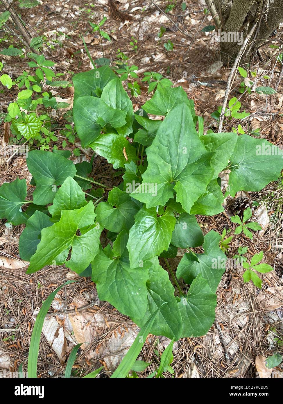pale Indian plantain (Arnoglossum atriplicifolium Stock Photo - Alamy