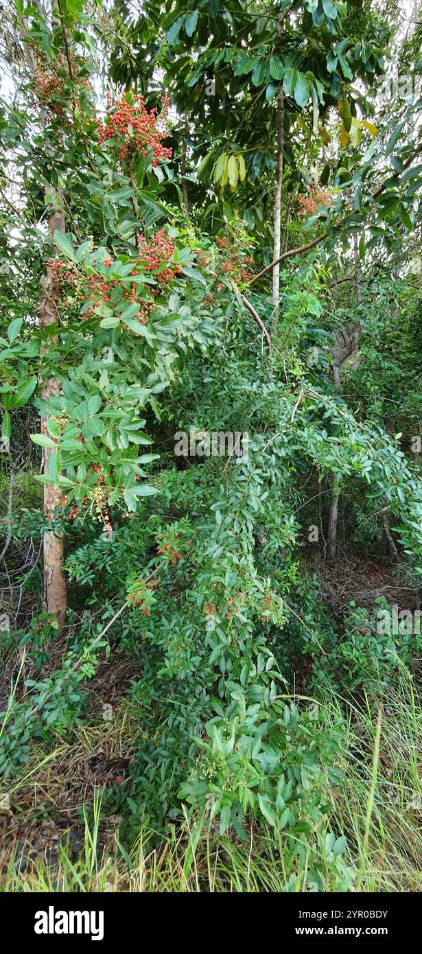 Brazilian pepper (Schinus terebinthifolia Stock Photo - Alamy