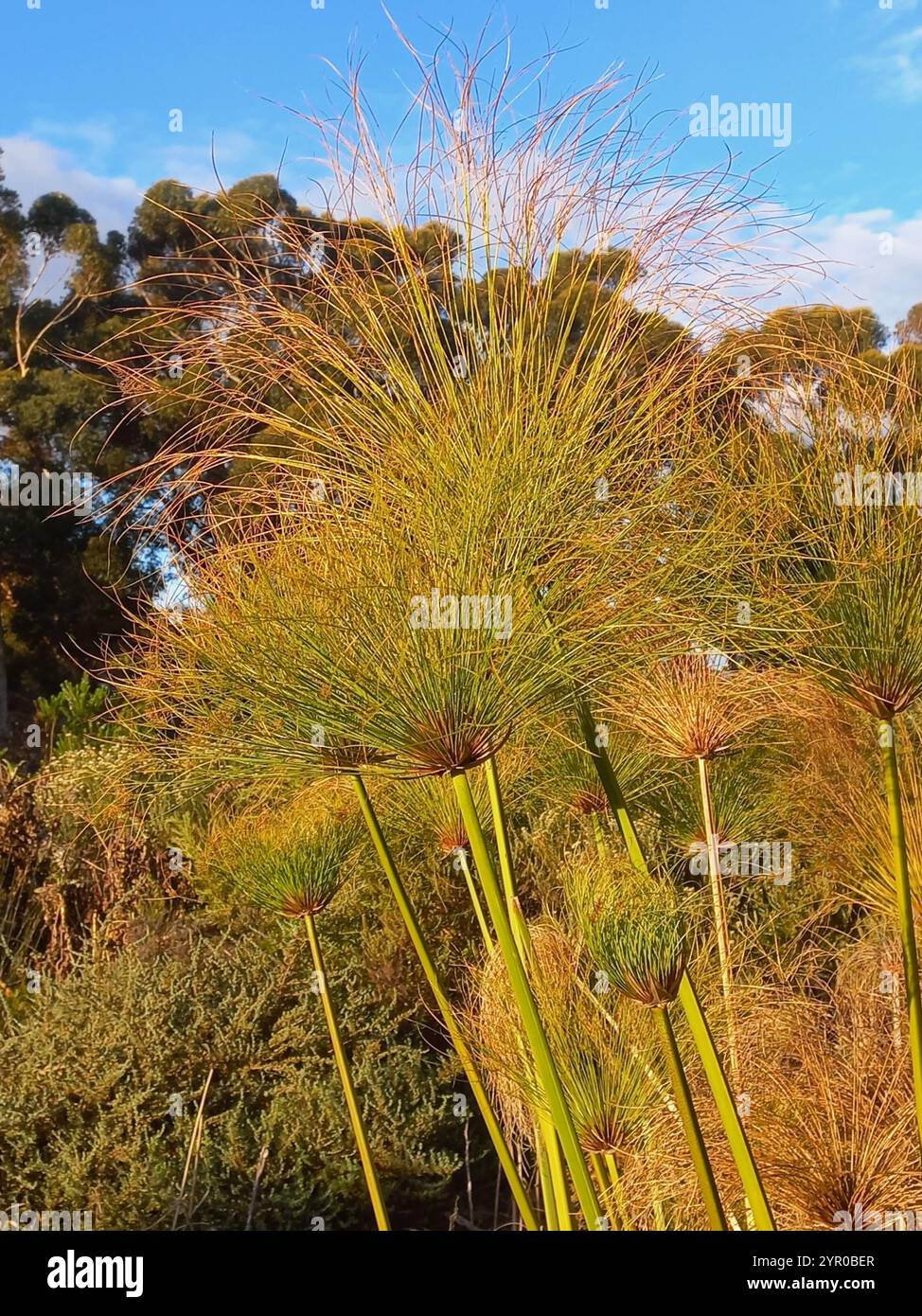 Papyrus sedge (Cyperus papyrus Stock Photo - Alamy
