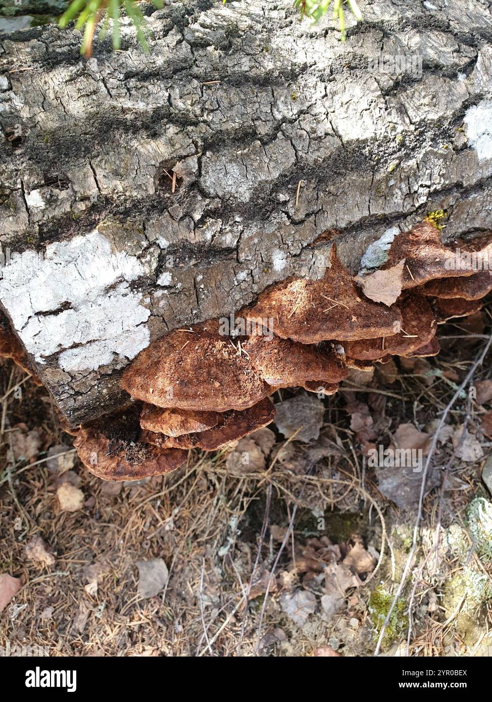 Alder Bracket (Mensularia radiata Stock Photo - Alamy