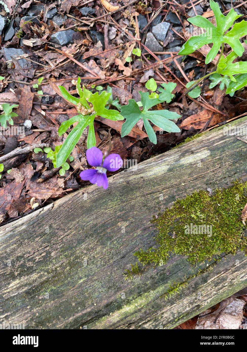 three-lobed violet (Viola palmata Stock Photo - Alamy