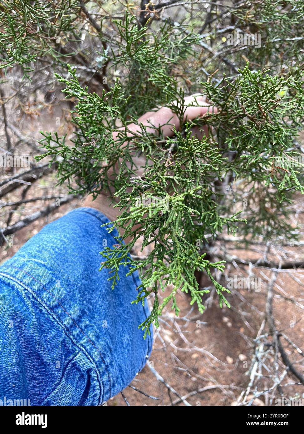 Ashe juniper (Juniperus ashei Stock Photo - Alamy