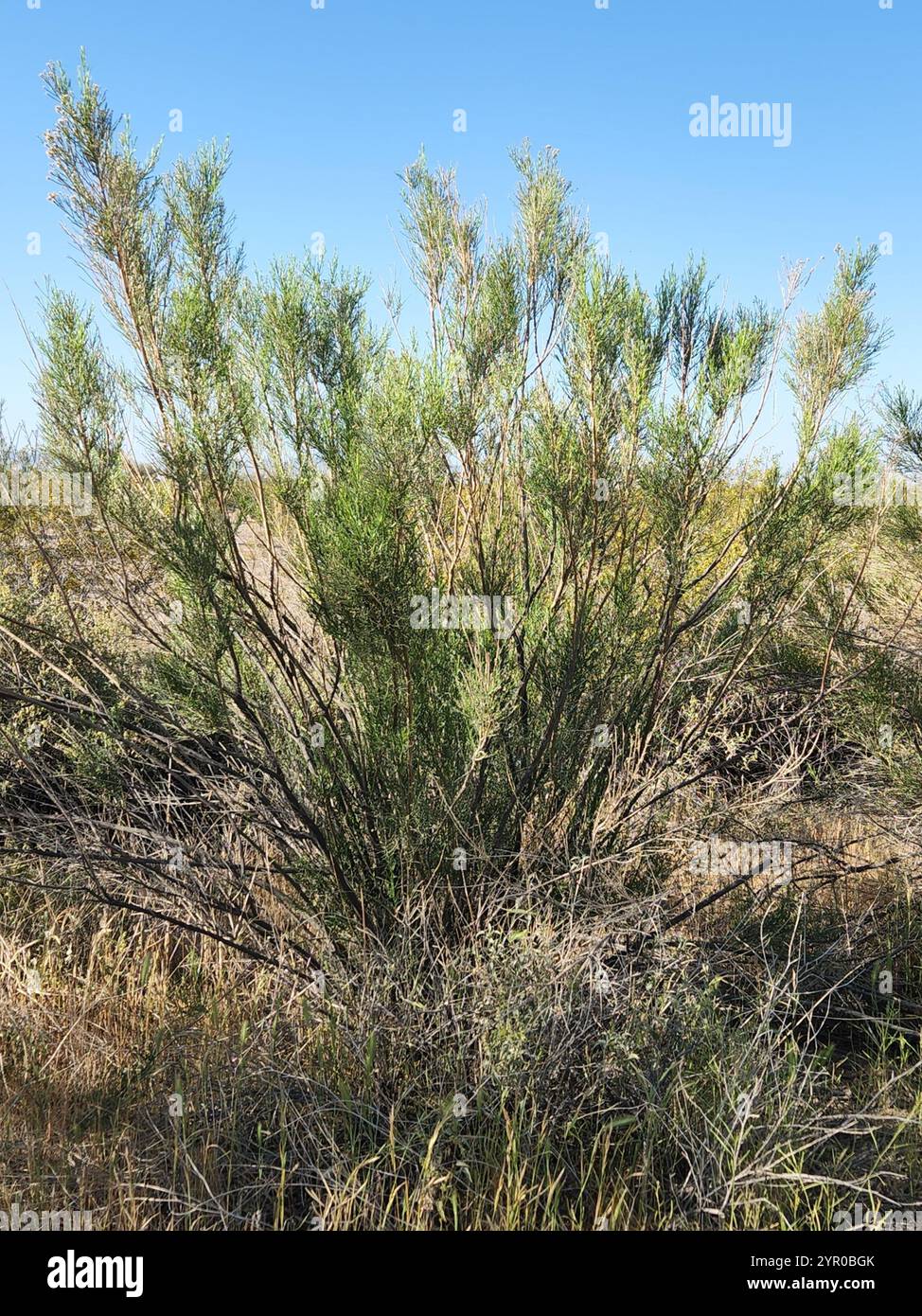Desert Broom (Baccharis sarothroides Stock Photo - Alamy