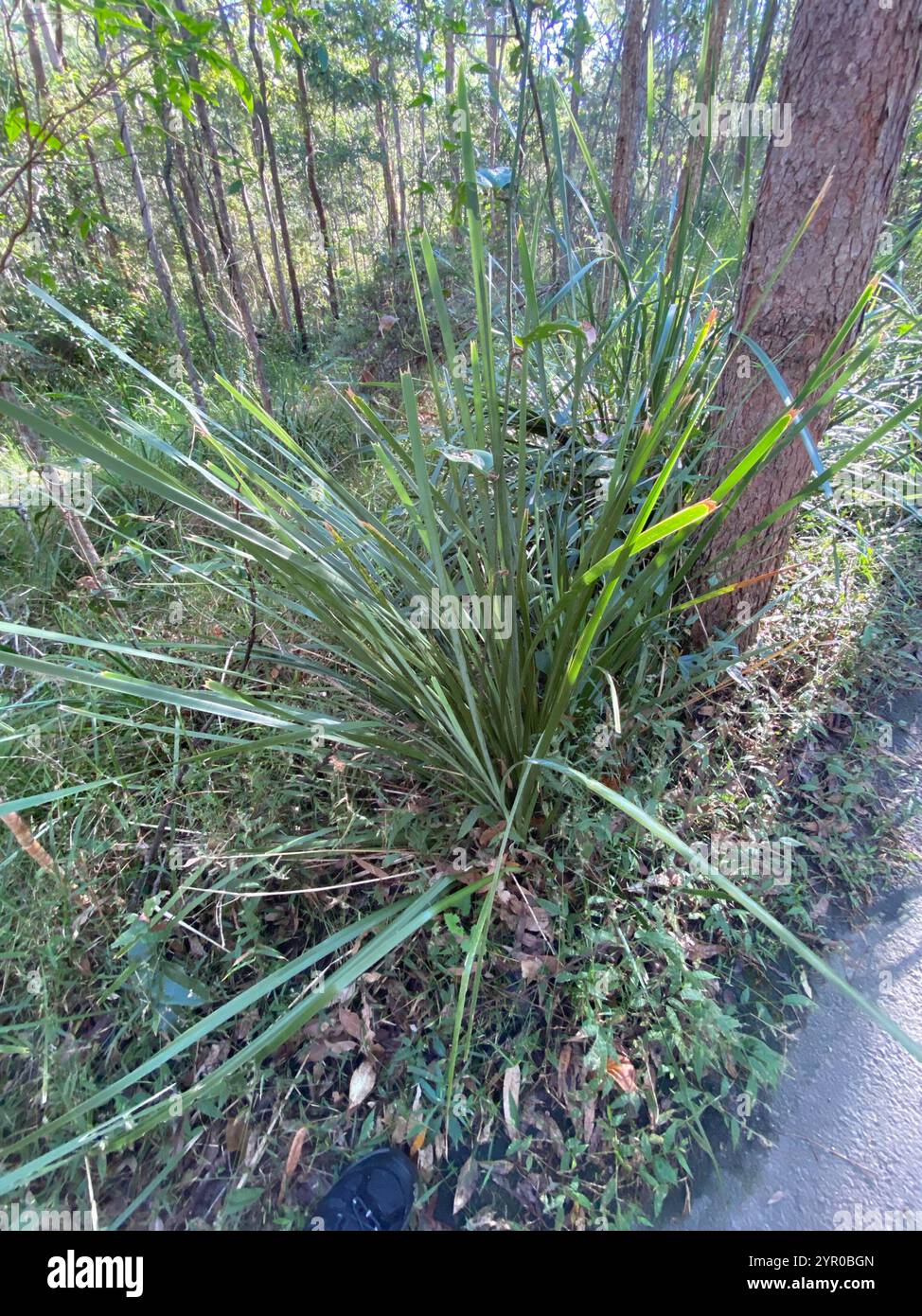 Spiny-headed Mat-rush (Lomandra longifolia Stock Photo - Alamy