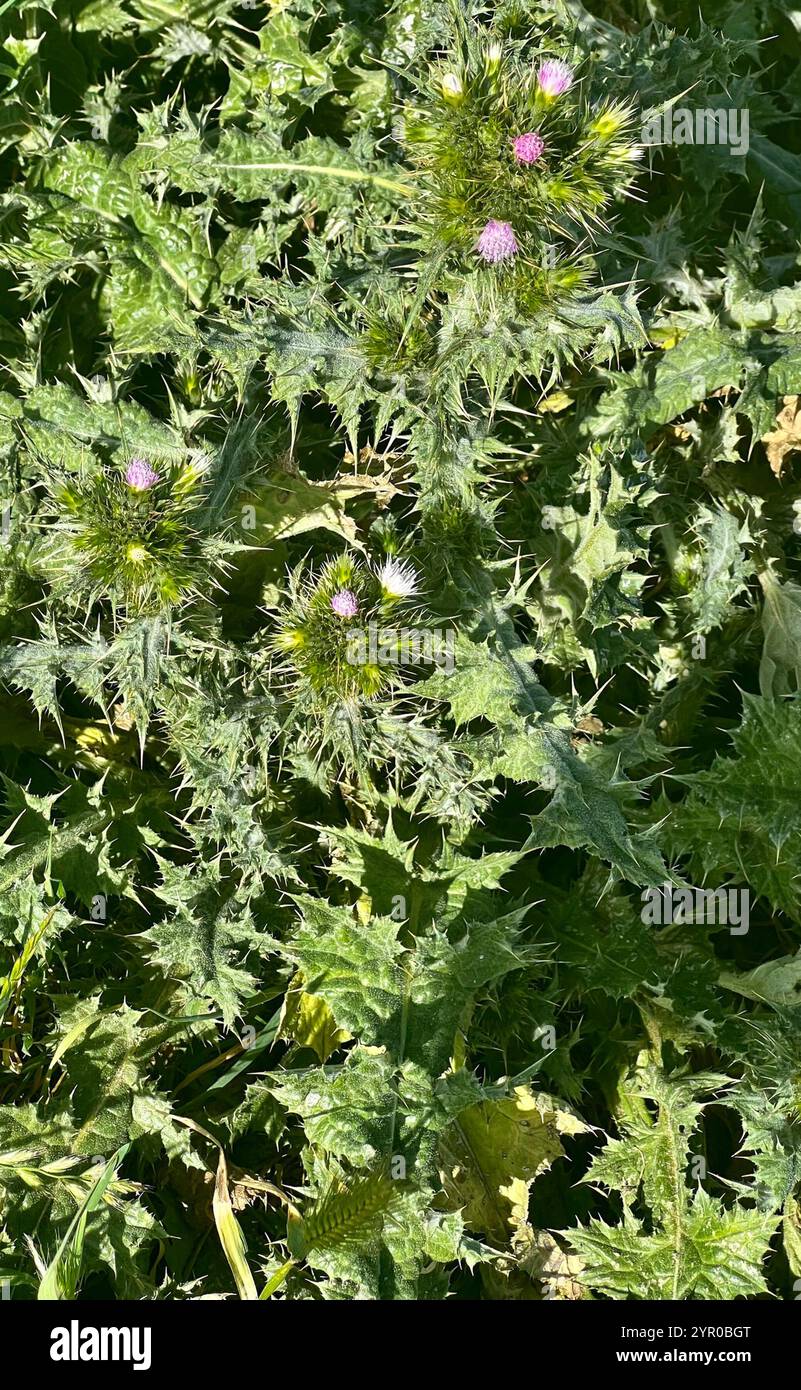 Slender Thistle (Carduus tenuiflorus Stock Photo - Alamy