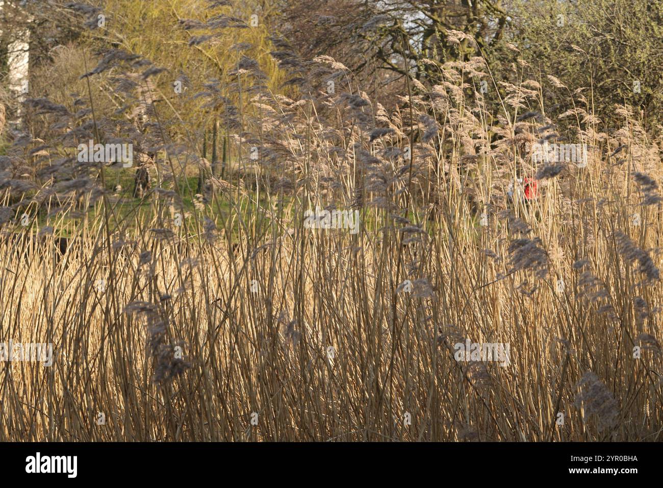 common reed (Phragmites australis Stock Photo - Alamy