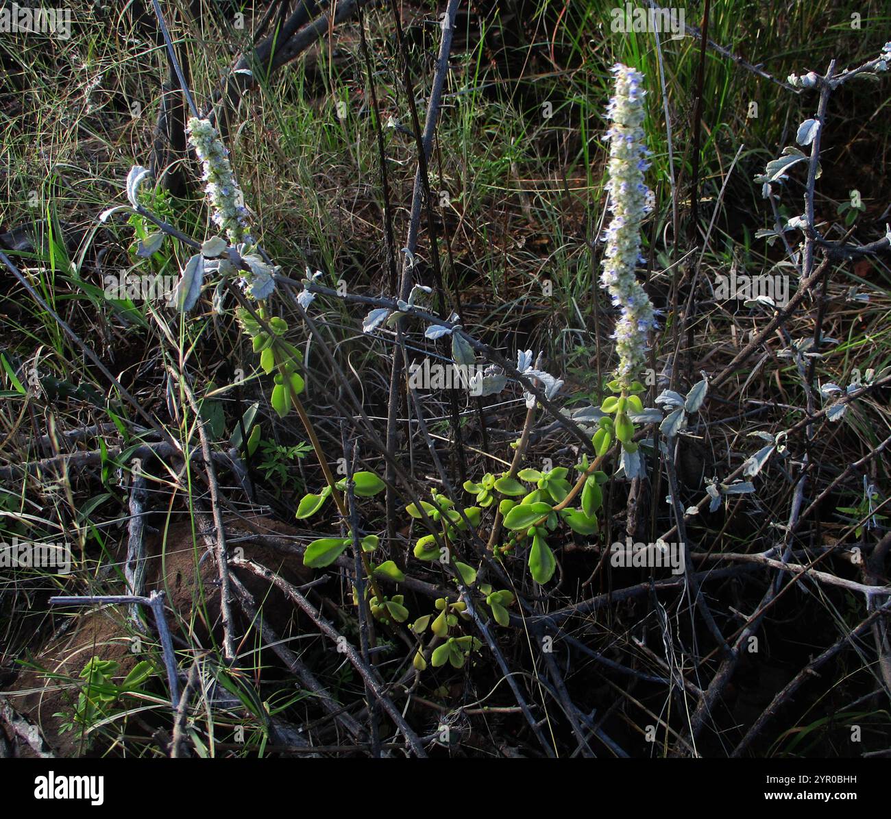 Camphor Spurflower (Coleus cylindraceus Stock Photo - Alamy